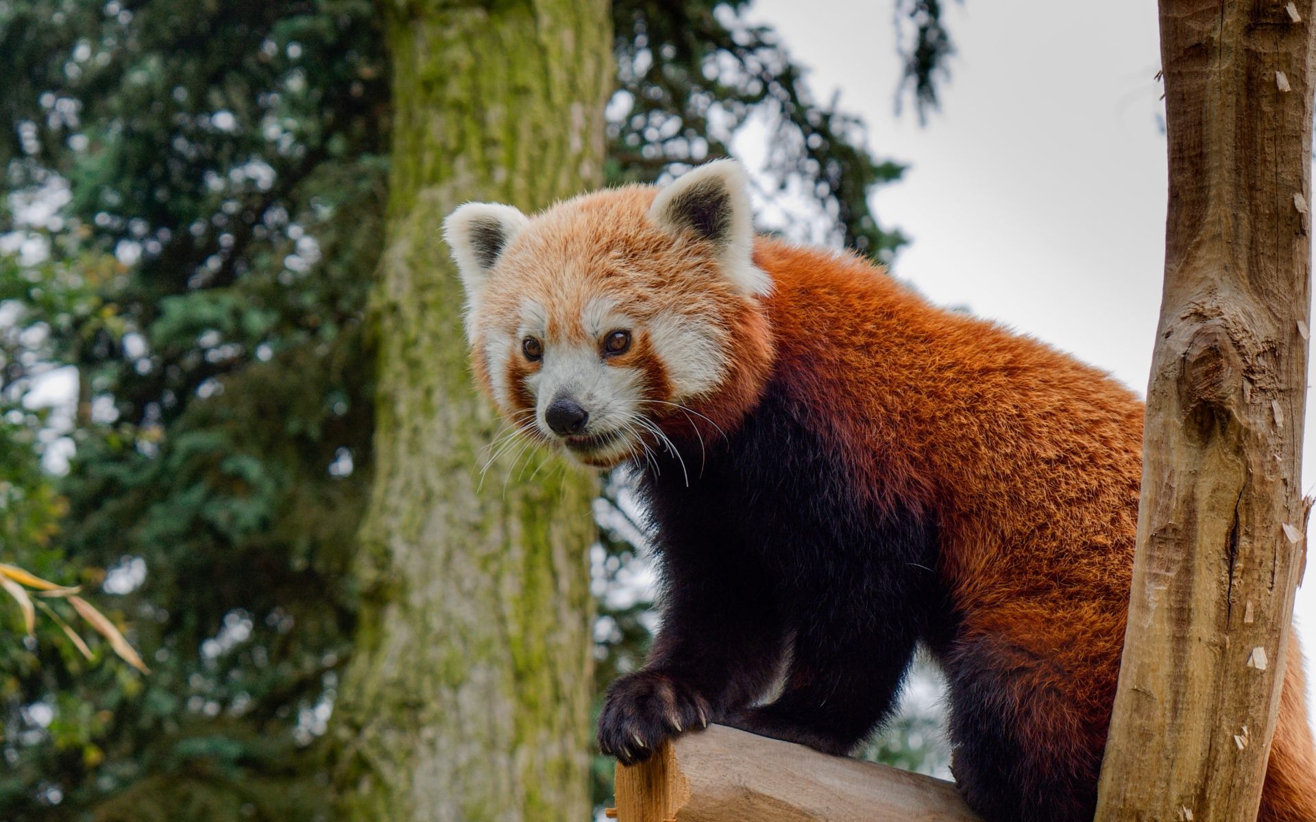 Nejlepší zoo v ČR – 5 tipů | Cestovinky.cz